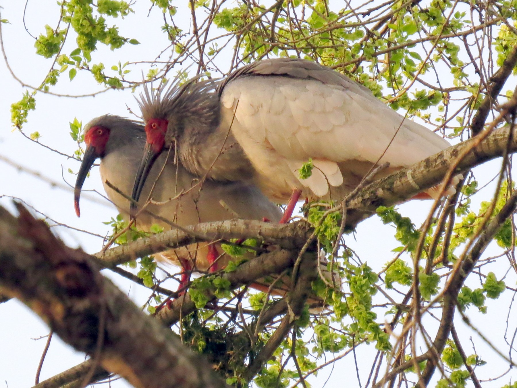 Crested Ibis - eBird