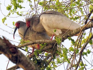 Crested Ibis - eBird