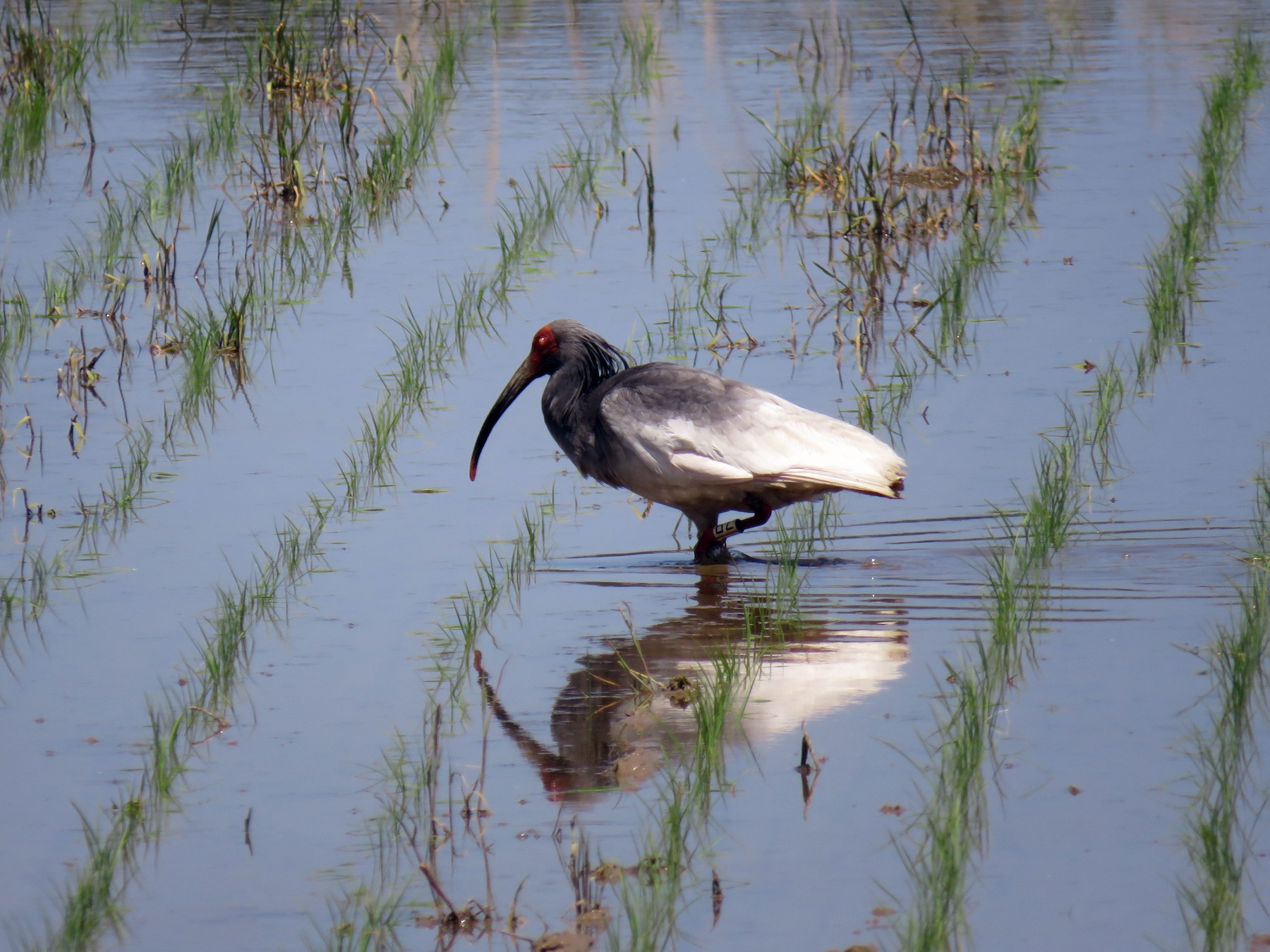 Crested Ibis - eBird