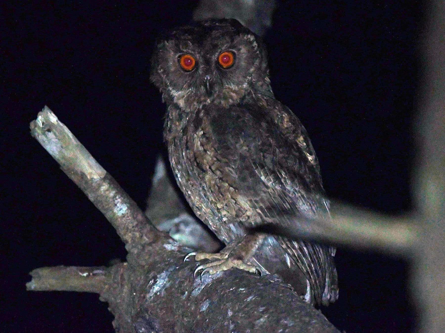 Japanese Scops-Owl - eBird