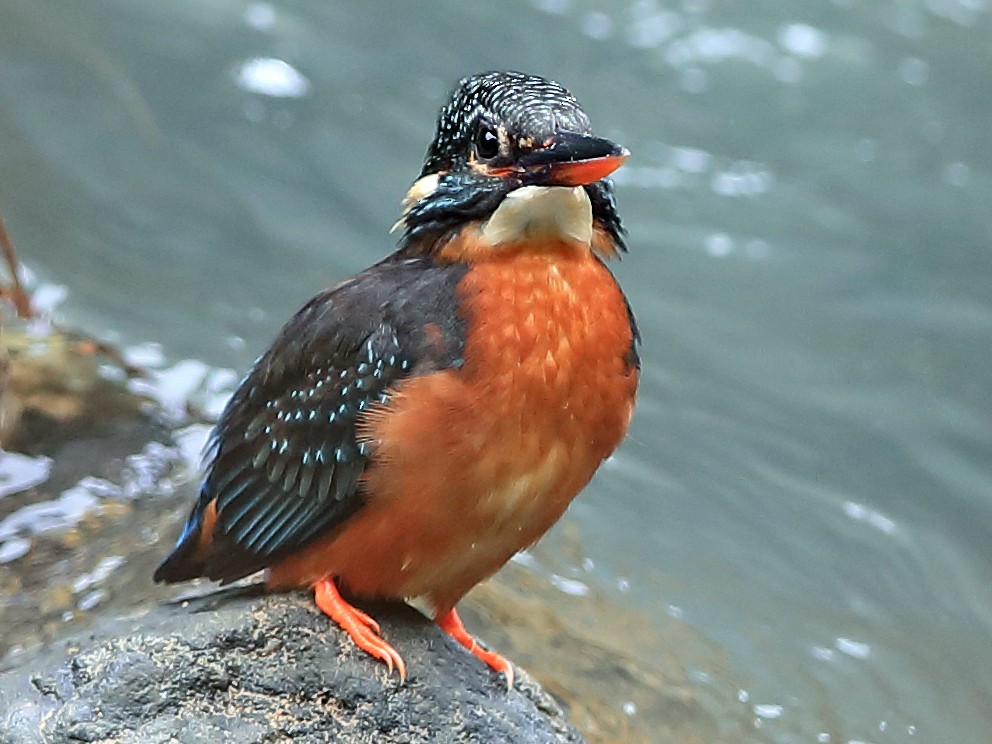 Blyth's Kingfisher - eBird