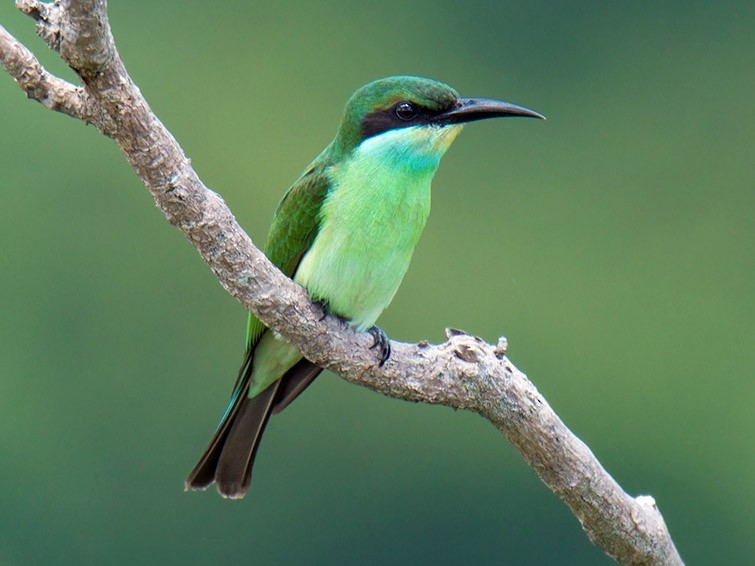 Blue-throated Bee-eater - eBird