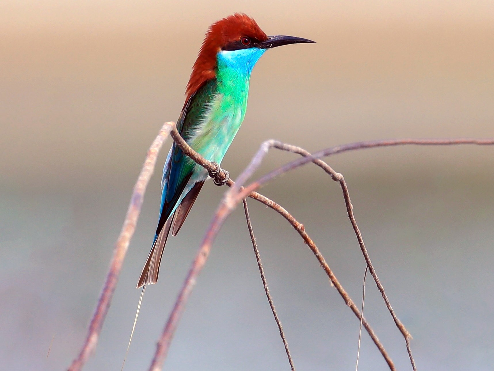 Blue-throated Bee-eater - eBird