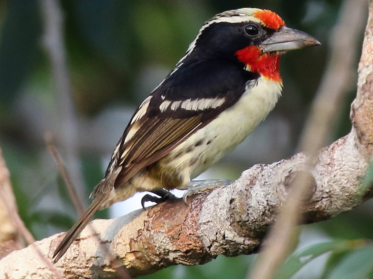 Black-spotted Barbet - Capito niger - Birds of the World