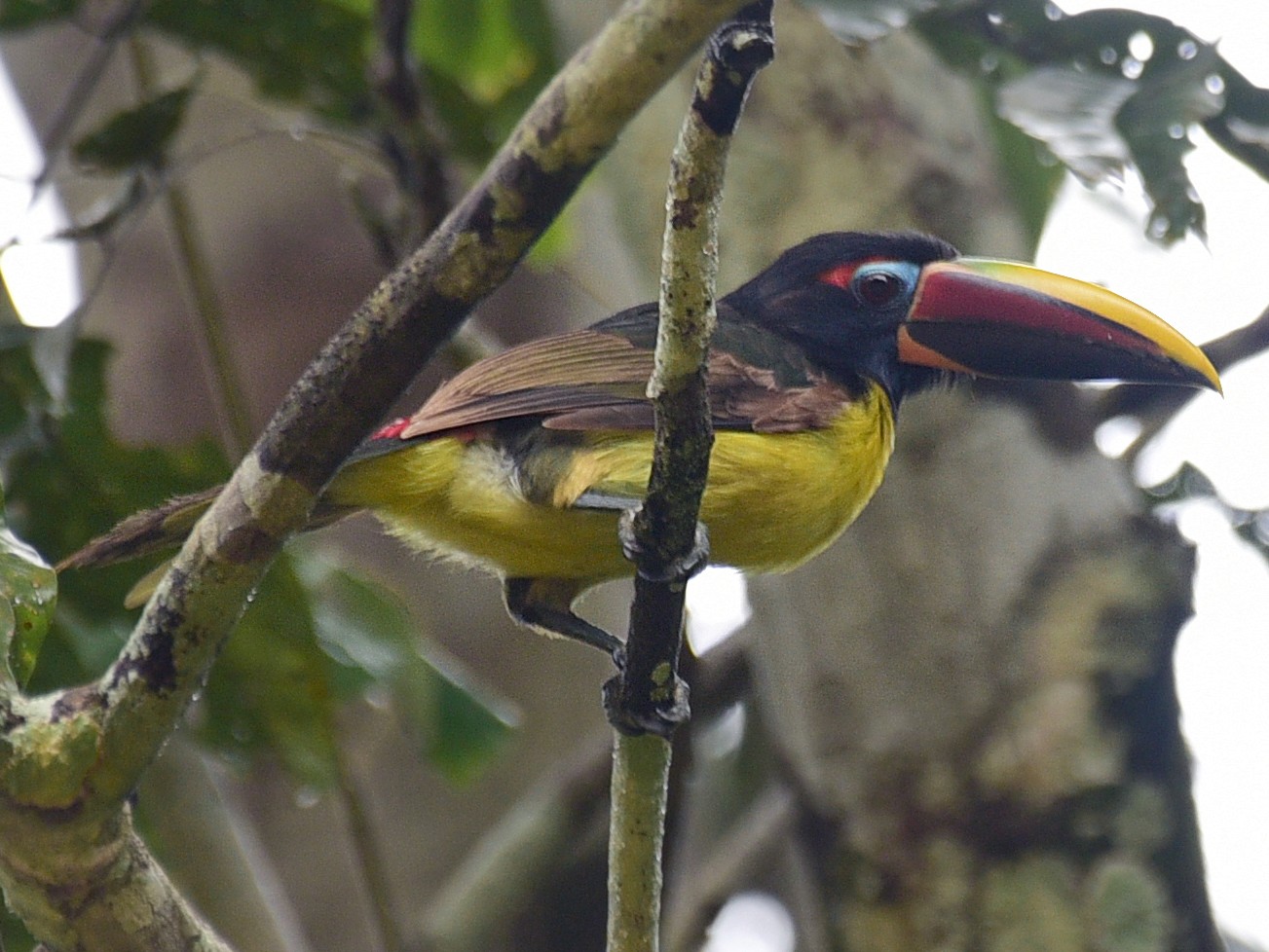 Green Aracari - eBird