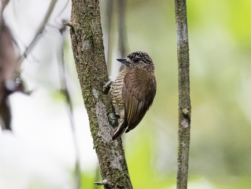 Golden-spangled Piculet - eBird
