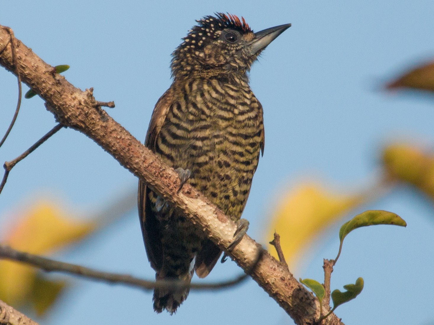 Golden-spangled Piculet - eBird