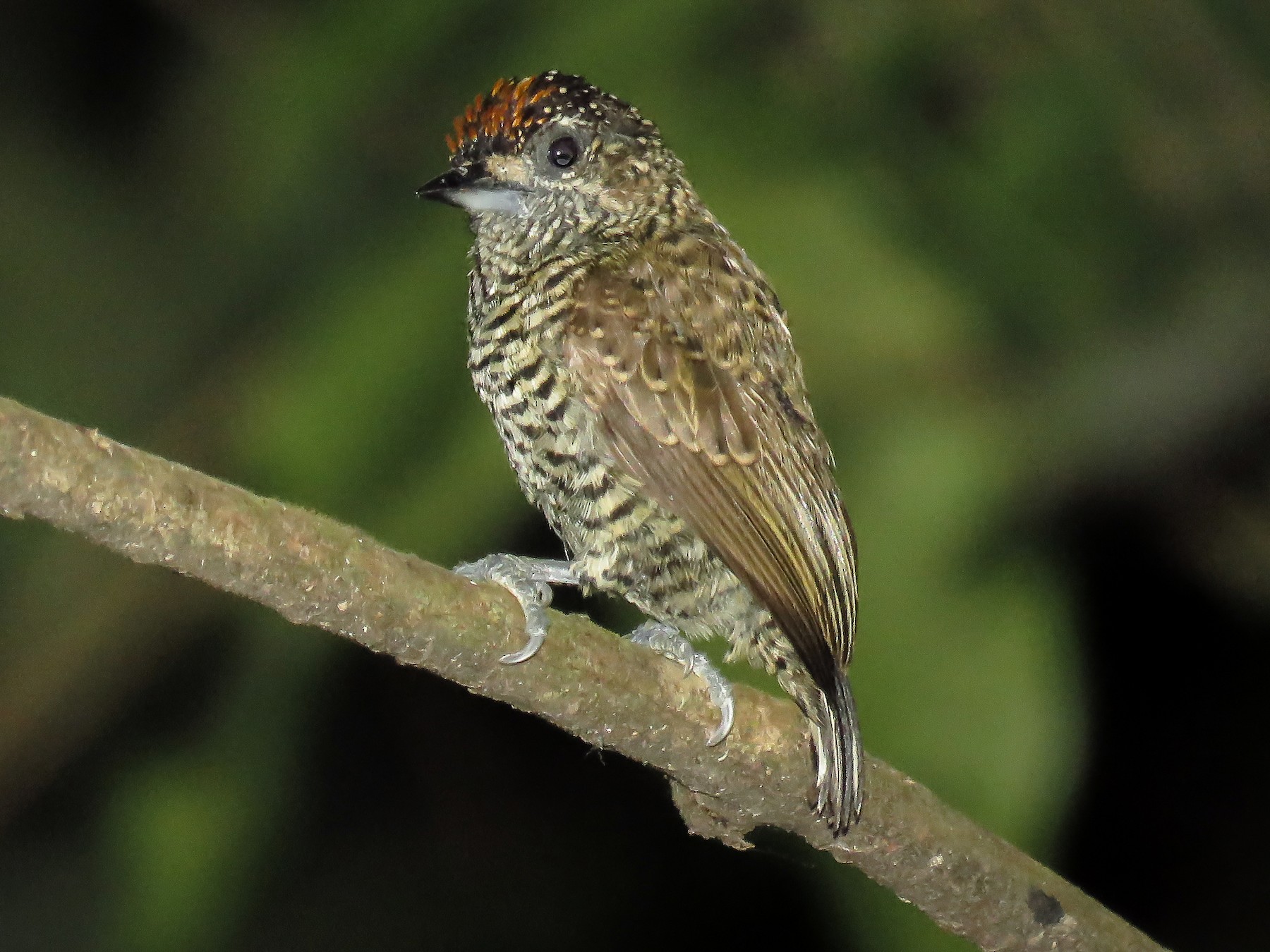 Golden-spangled Piculet - eBird