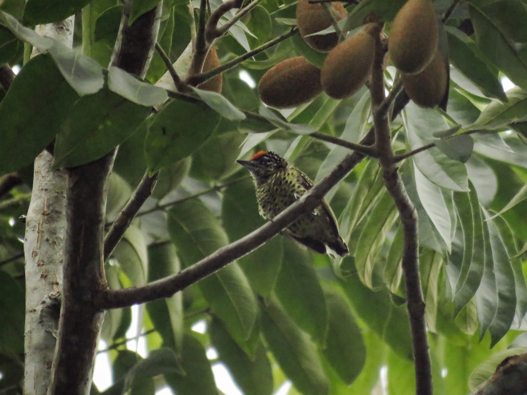 Golden-spangled Piculet - eBird