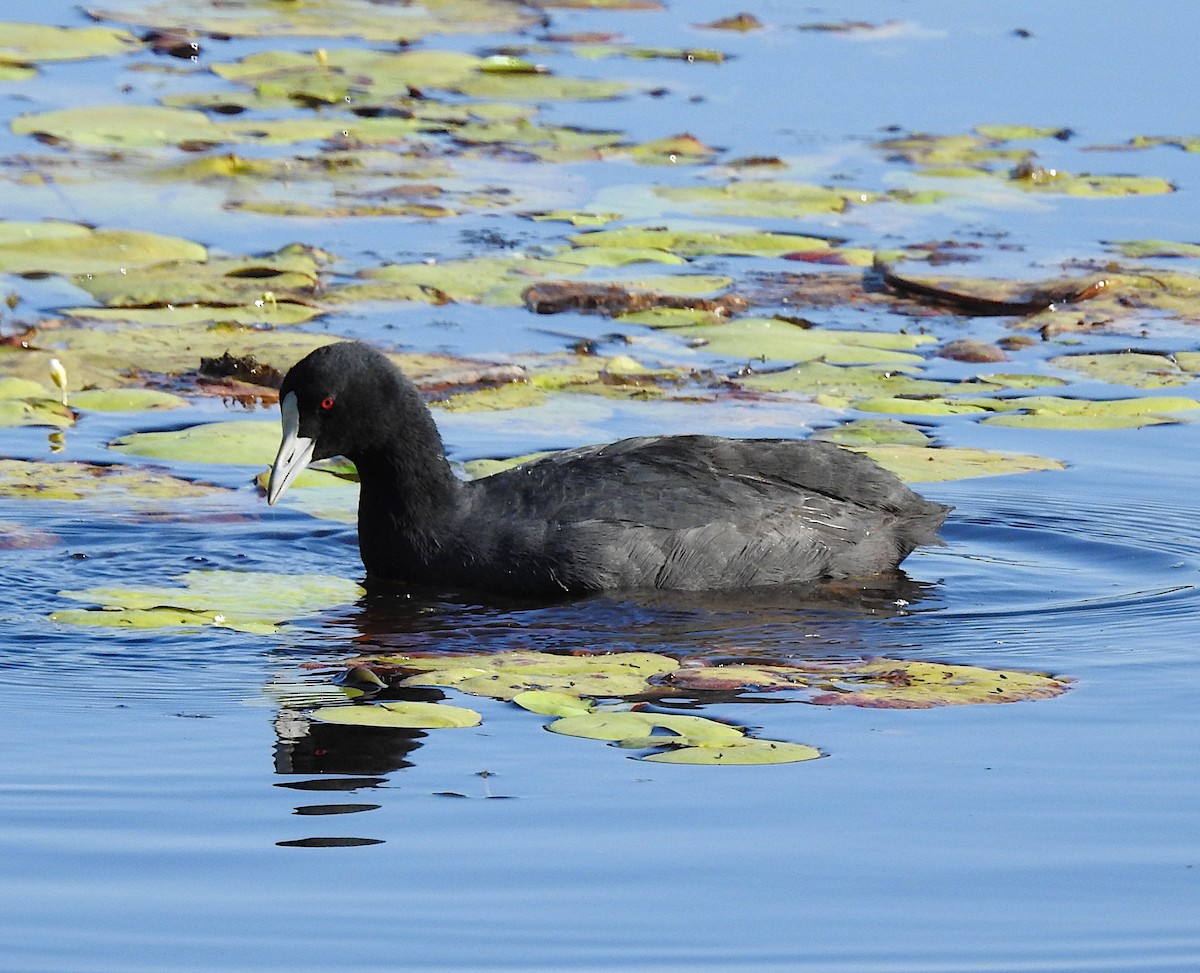 eBird Checklist - 13 Sep 2019 - Dowse Lagoon (Sandgate) - 47 species ...
