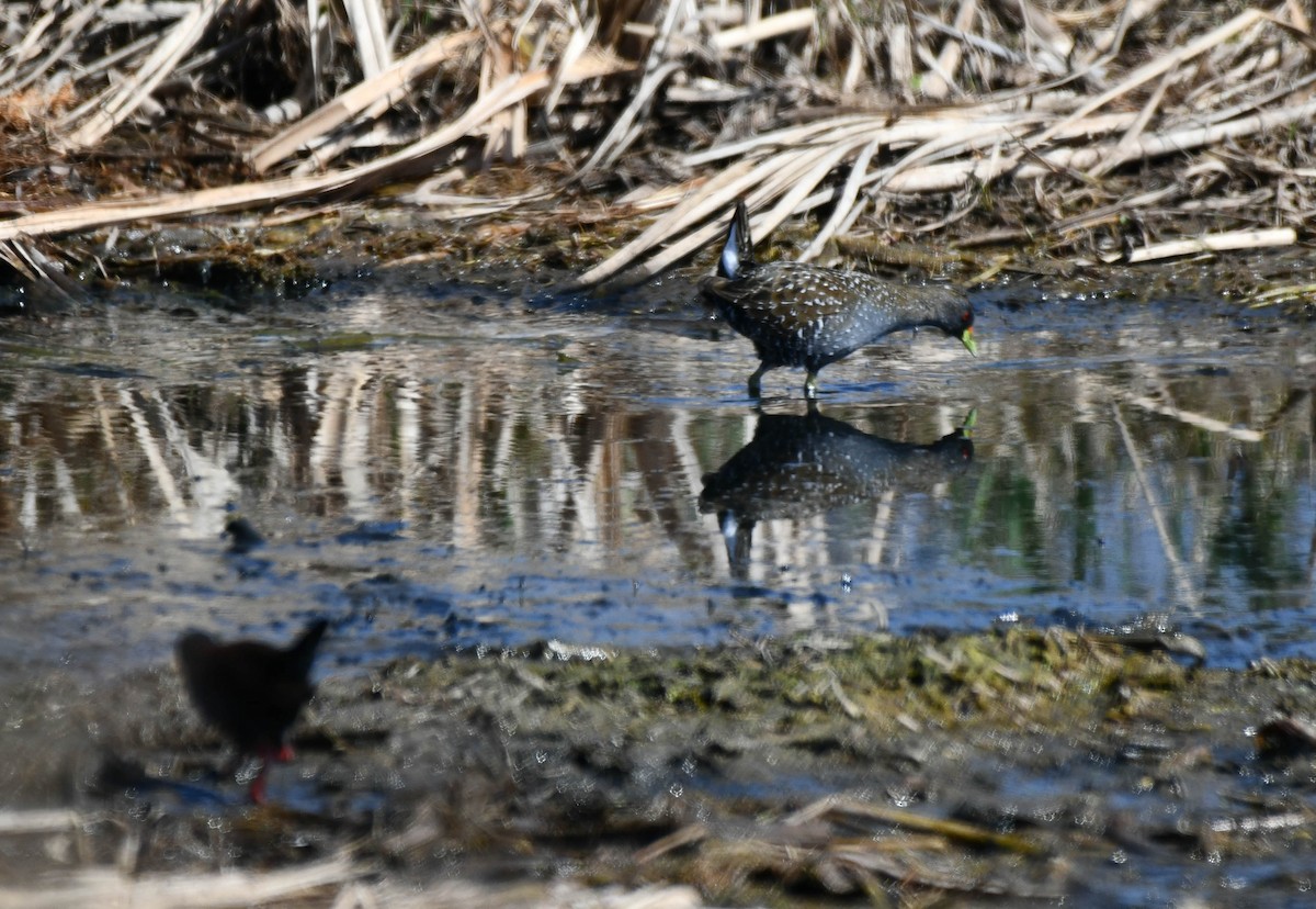 eBird Checklist - 14 Sep 2019 - Western Treatment Plant--Lake Borrie ...