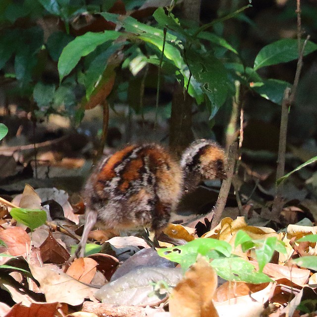 Photos - Dark-winged Trumpeter - Psophia viridis - Birds of the World