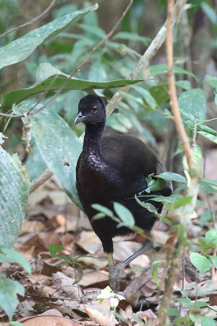 Photos - Dark-winged Trumpeter - Psophia viridis - Birds of the World