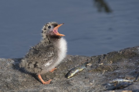 Baby Arctic Tern