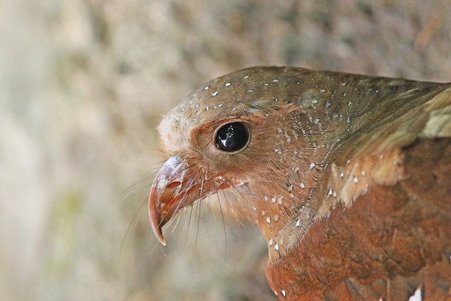 Photos - Oilbird - Steatornis caripensis - Birds of the World