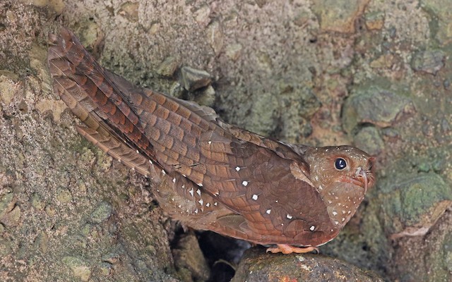 Photos - Oilbird - Steatornis caripensis - Birds of the World