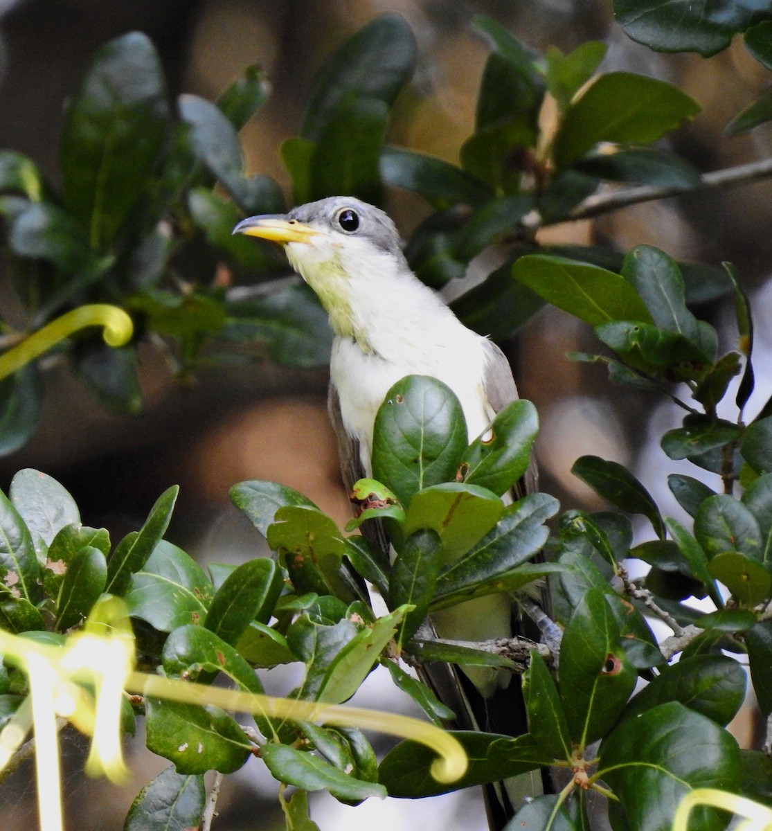 eBird Checklist - 14 Sep 2019 - Peveto Woods--Baton Rouge Audubon ...