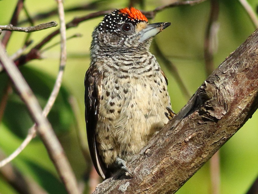 White-bellied Piculet - eBird