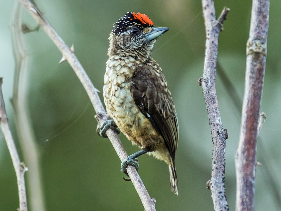 Arrowhead Piculet - eBird