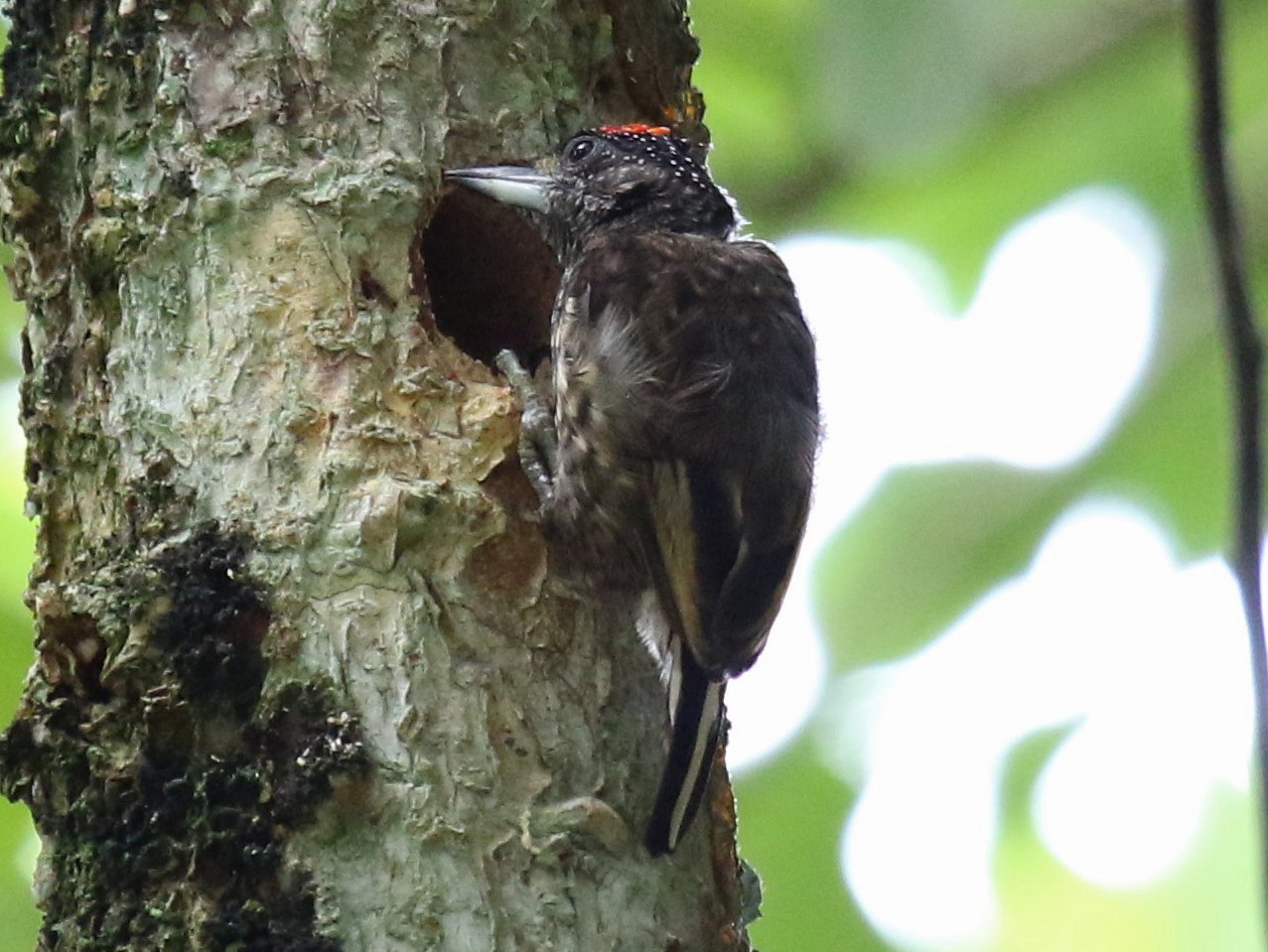 Arrowhead Piculet - eBird