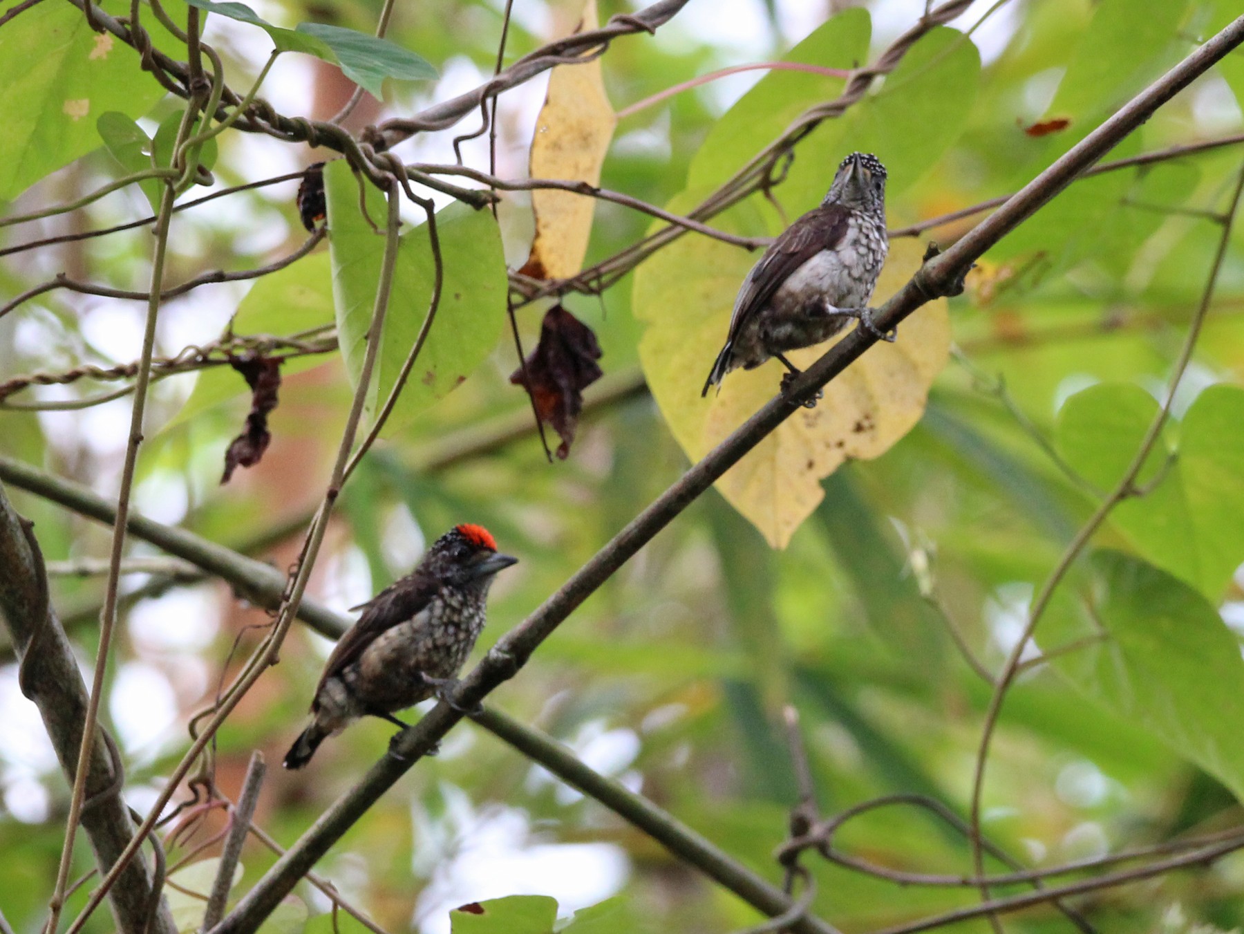 Arrowhead Piculet - eBird