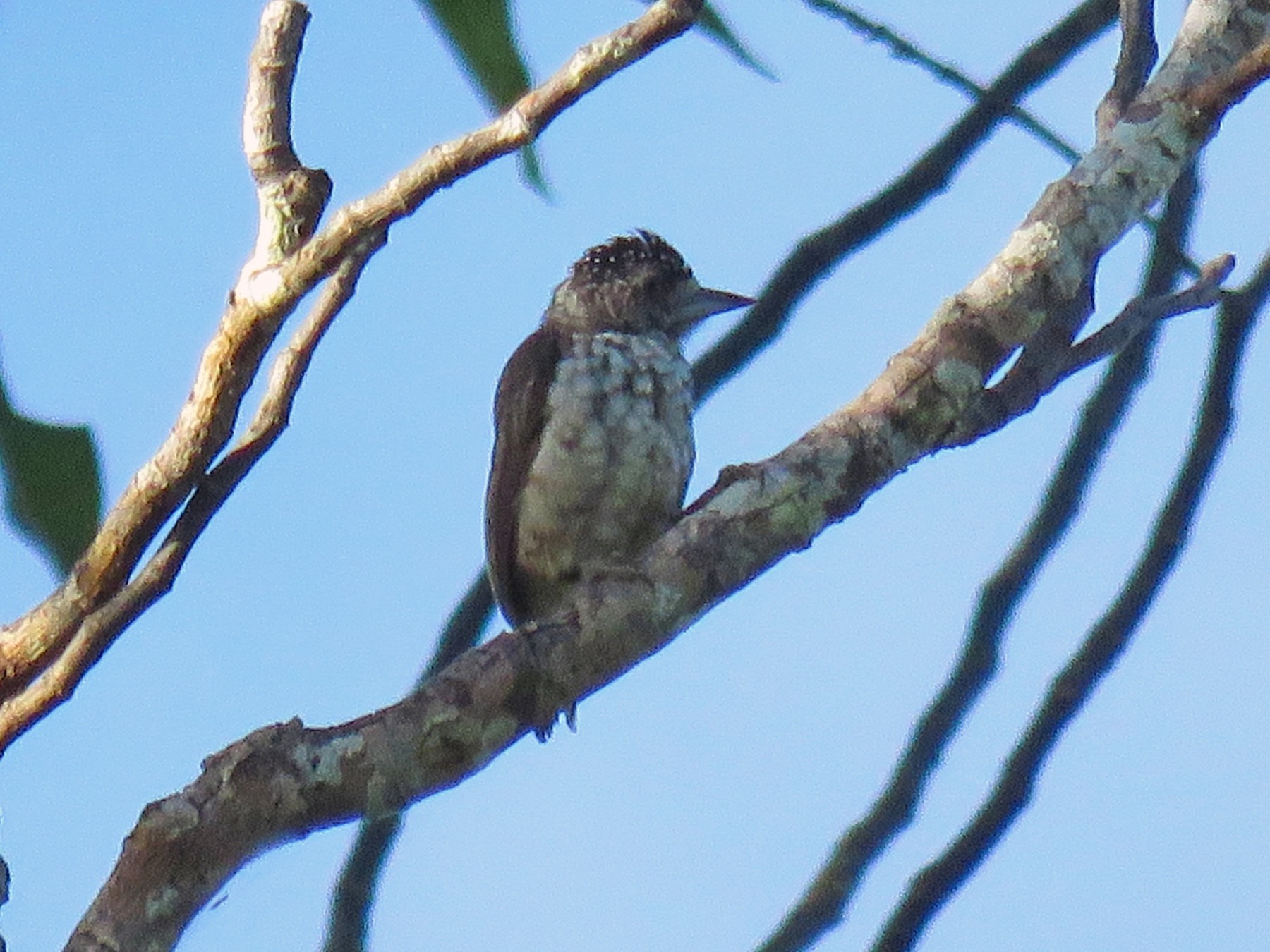 Arrowhead Piculet - eBird
