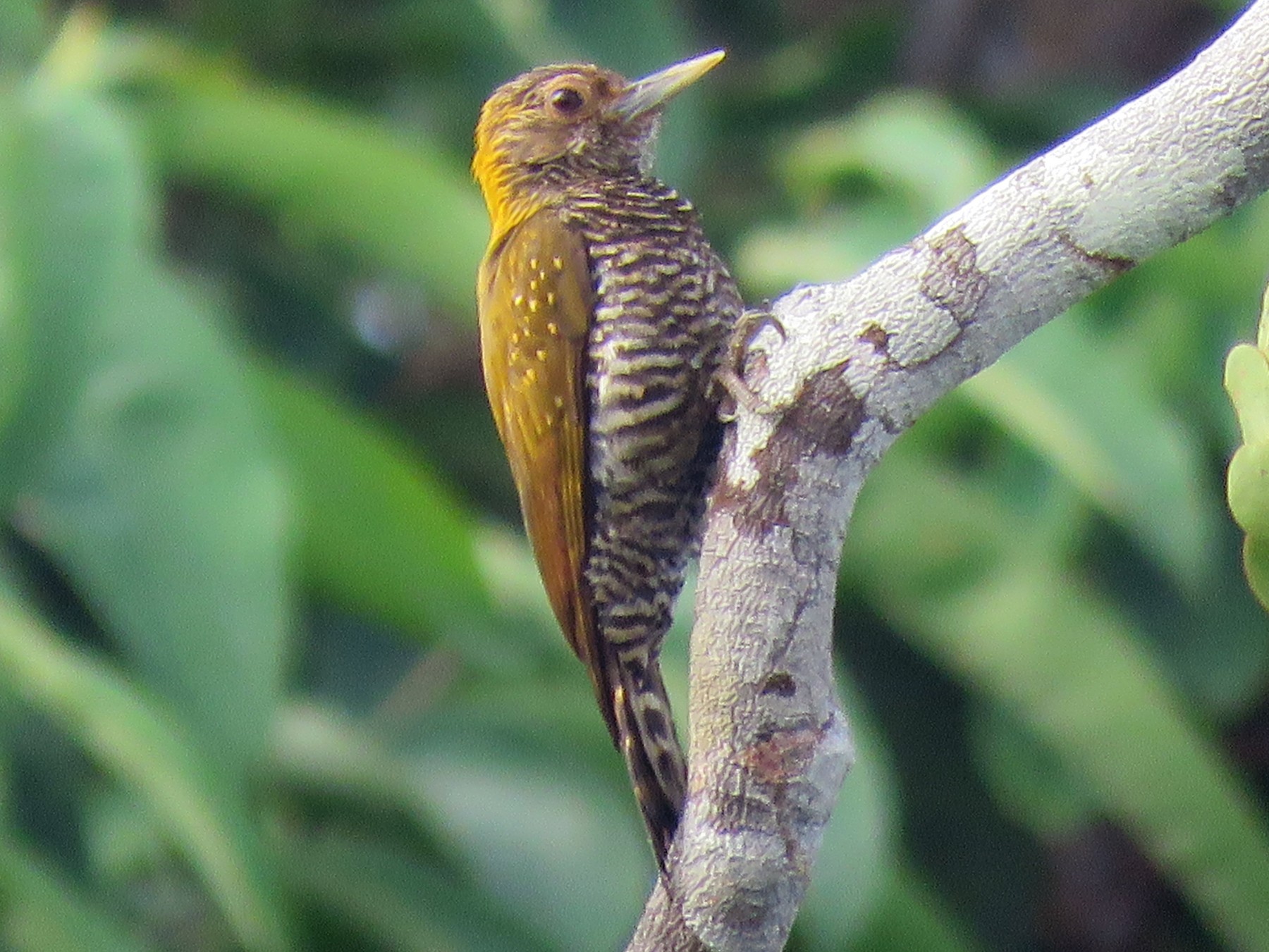 Carpintero Cebrado - eBird