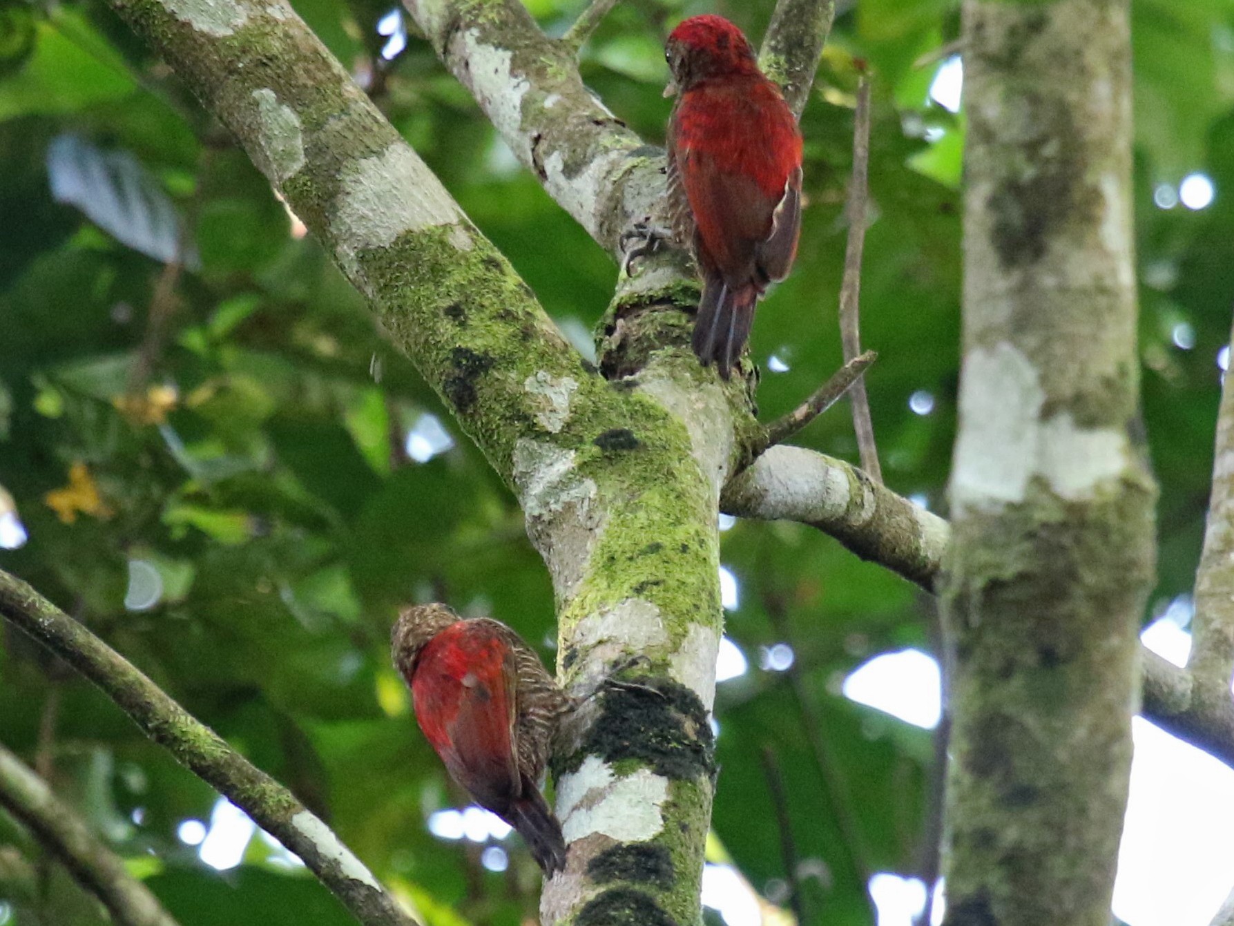 Blood-colored Woodpecker - eBird