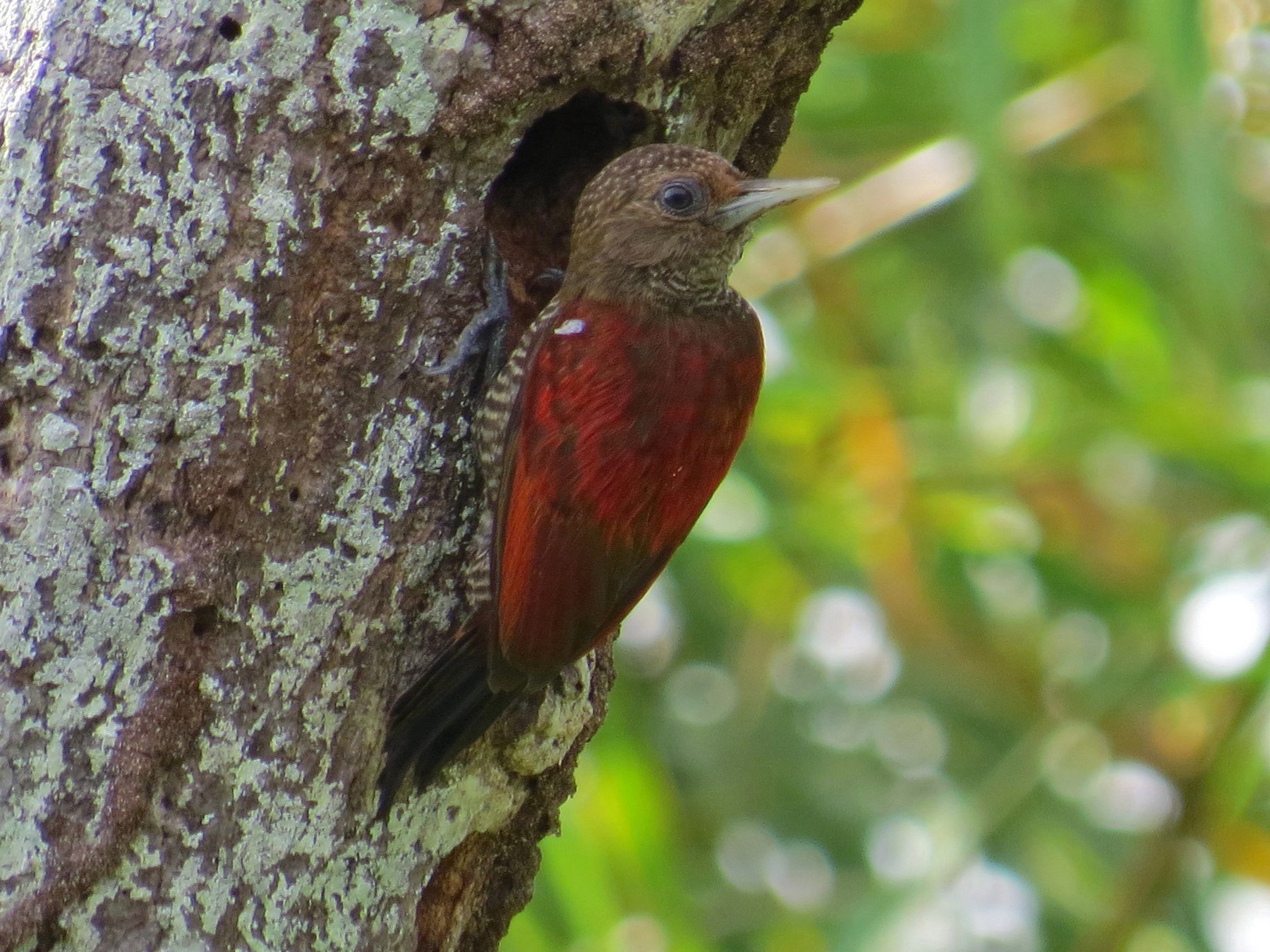 Blood-colored Woodpecker - eBird