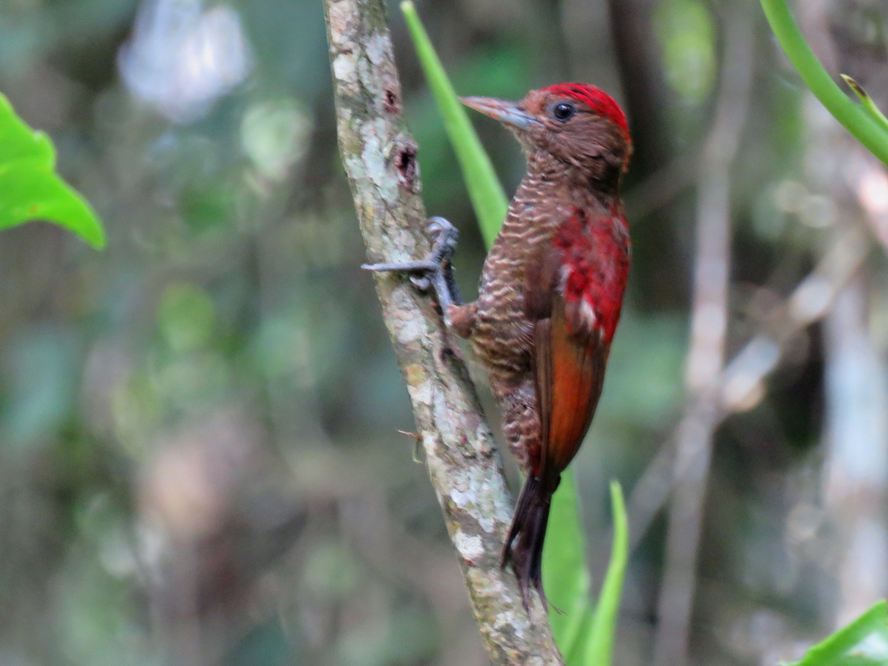 Blood-colored Woodpecker - eBird