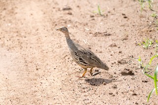 Ring-necked Francolin - Scleroptila streptophora - Birds of the World