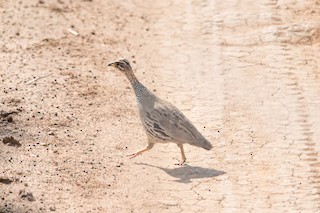 Ring-necked Francolin - Scleroptila streptophora - Birds of the World