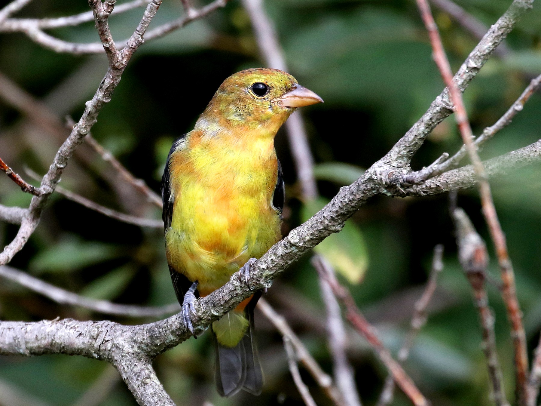 Scarlet Tanager - eBird