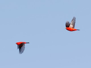 Scarlet Tanager Range