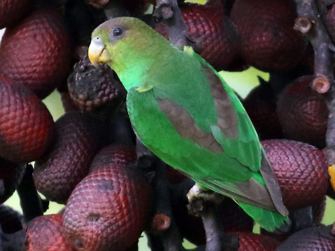 Sapphire-rumped Parrotlet - eBird