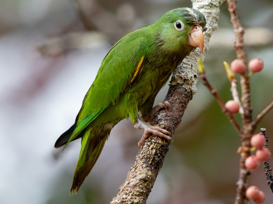 Golden-winged Parakeet - eBird