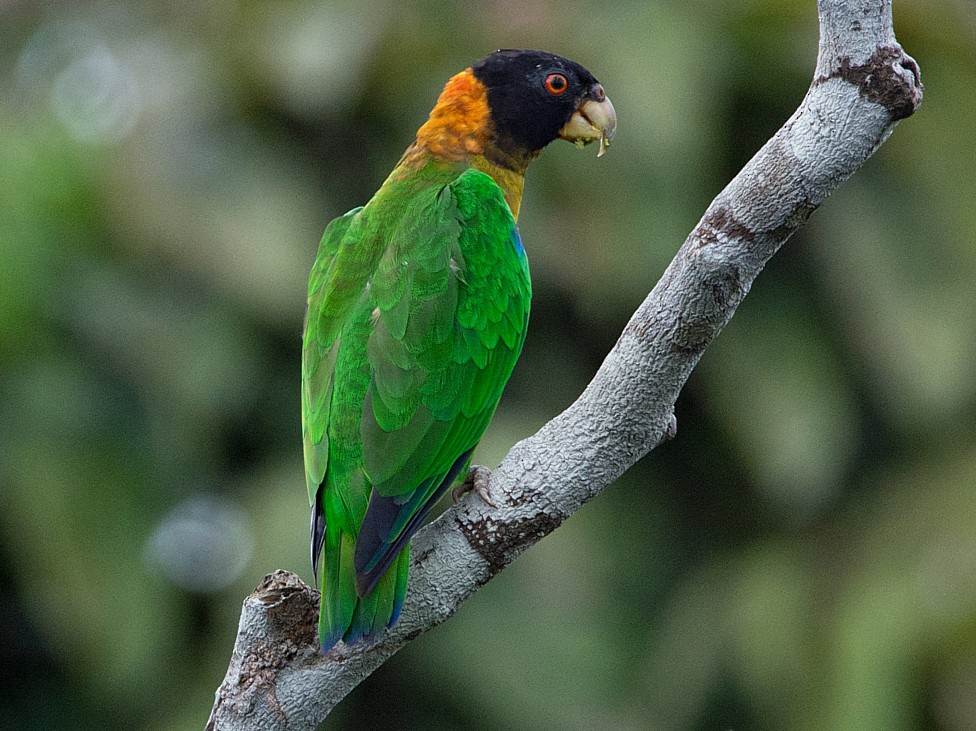 Caica Parrot - eBird