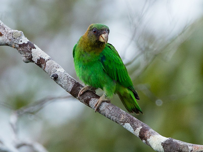 Caica Parrot - eBird