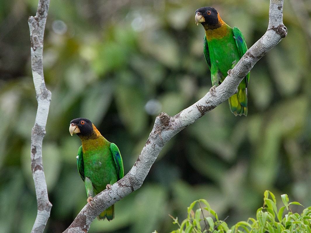 Caica Parrot - eBird