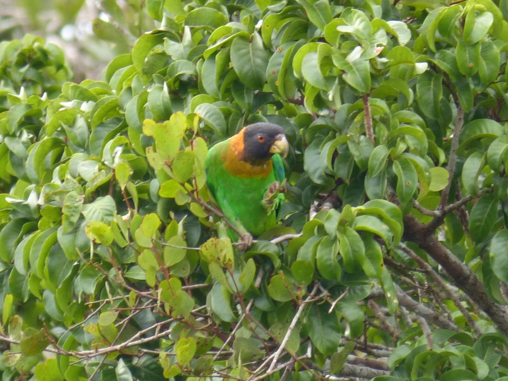 Caica Parrot - eBird