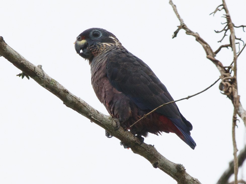 Dusky Parrot - eBird