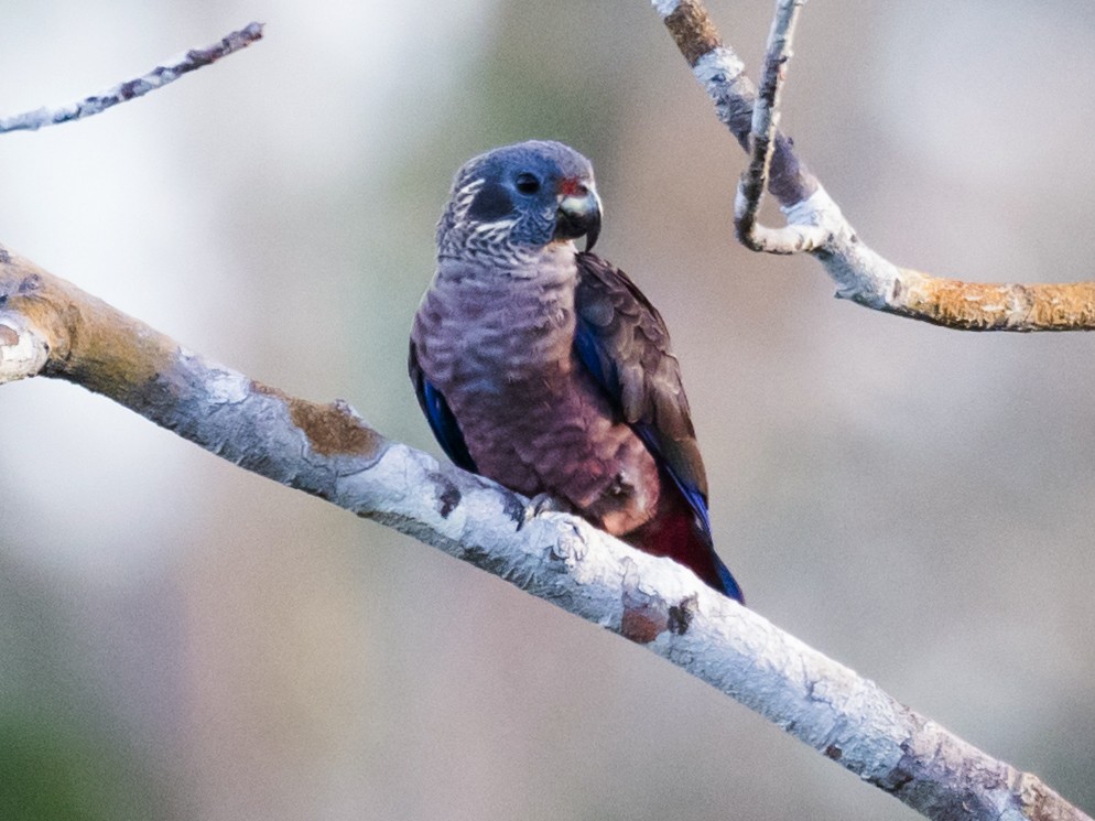 Dusky Parrot - eBird