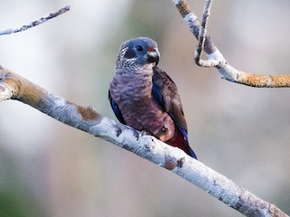 Dusky Parrot - eBird