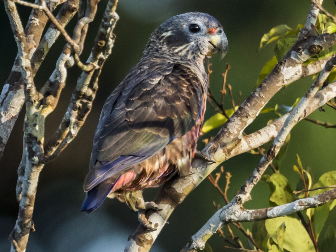 Dusky Parrot - Pionus fuscus - Birds of the World