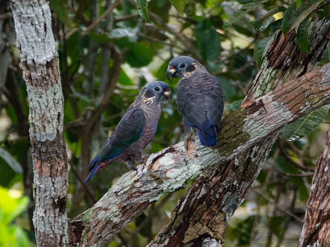 Dusky Parrot - eBird