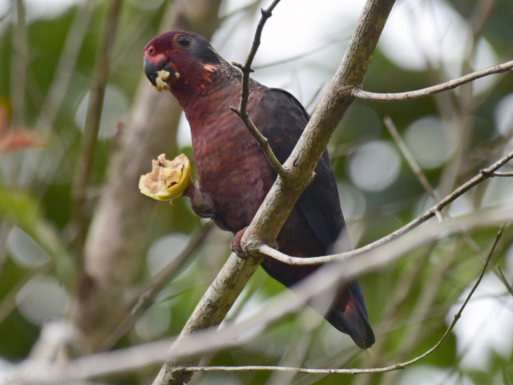 Dusky Parrot - eBird