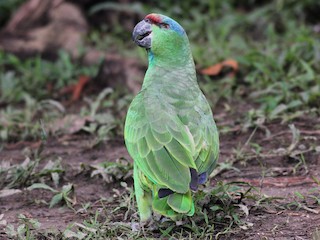 Festive Amazon - eBird