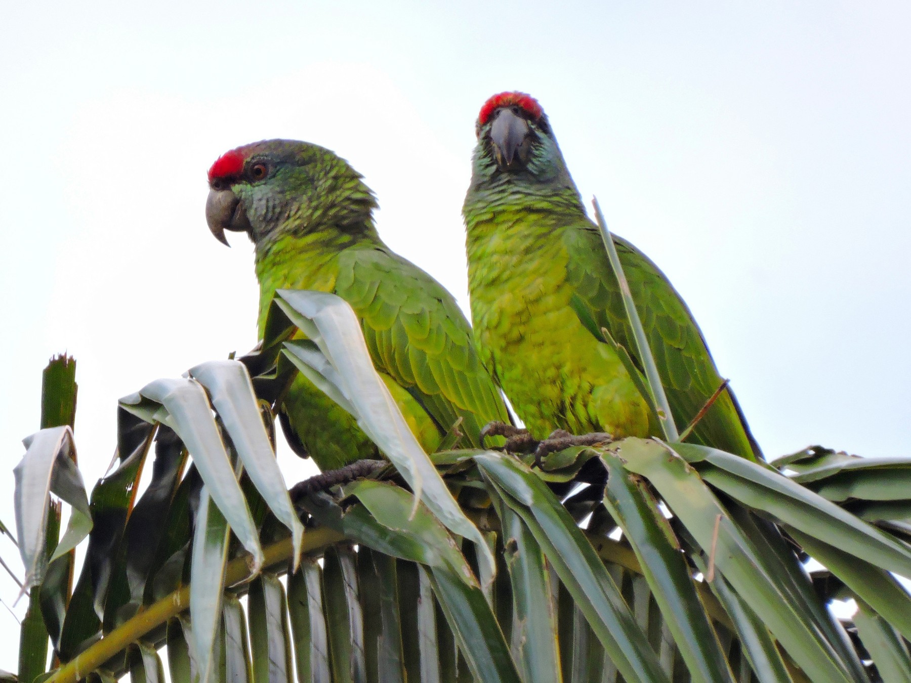 Festive Parrot - eBird