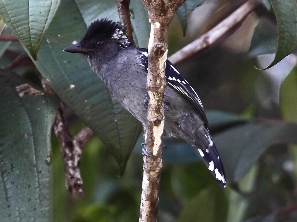 Batará Insigne - eBird