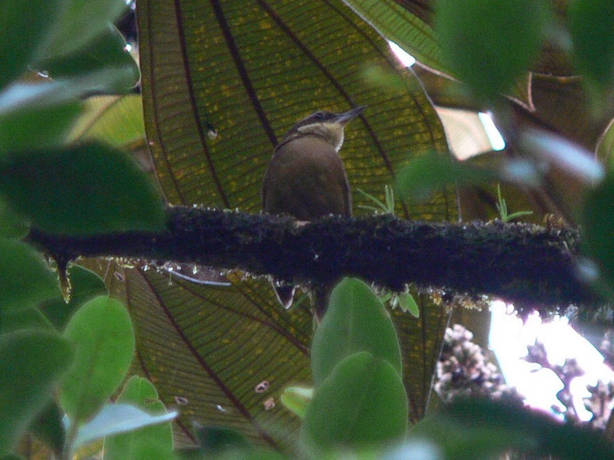 Tepui Foliage-gleaner - eBird